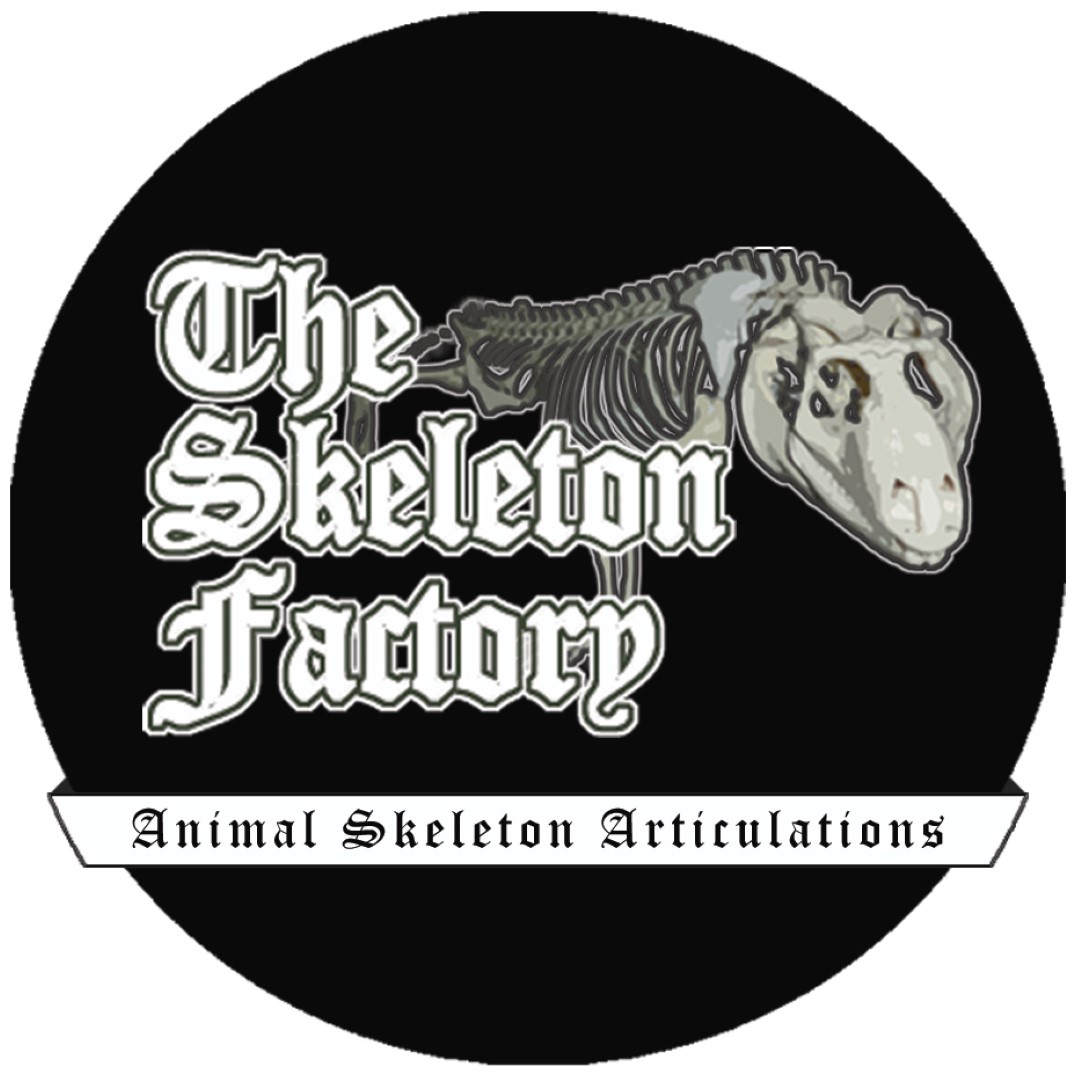 Webshop | The Skeleton Factory